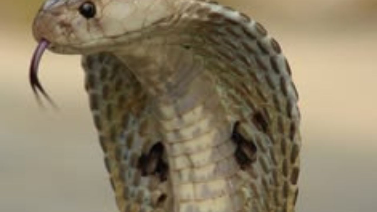 Snake Mystery: हमेशा से ऐसे नहीं थे दुनिया के सांप…आखिर क्यों और कैसे ...