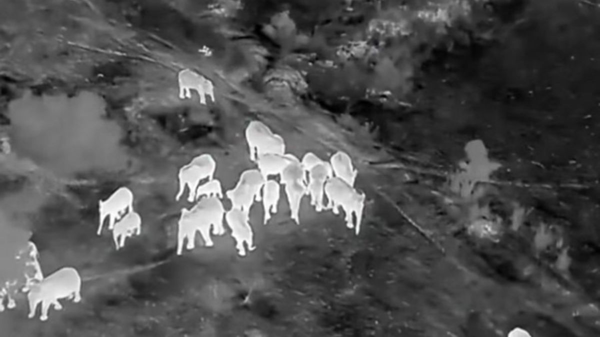 Thermal drones to boost elephant conservation, cut human-wildlife ...